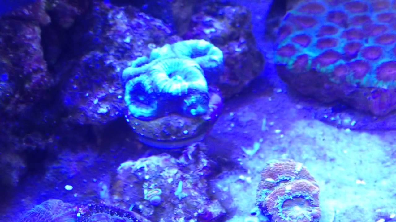 JBJ 3 Gallon Picotope Update (NEW CORAL!!) - YouTube