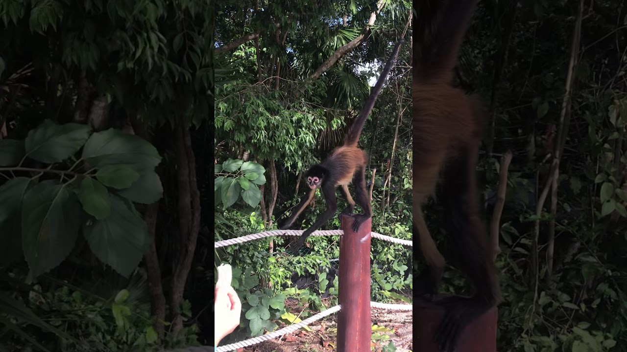 2019-12-19 feeding monkeys in Playa del Carmen - YouTube