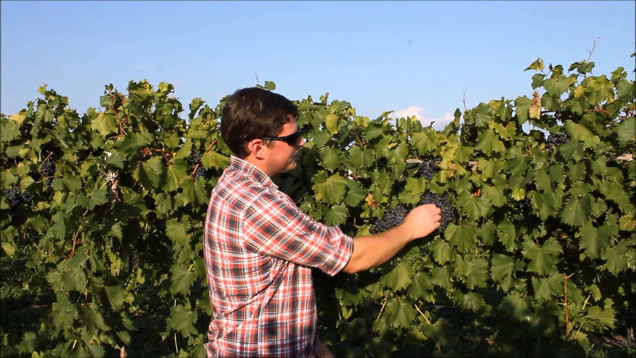 Grape Maturity Assessment - YouTube