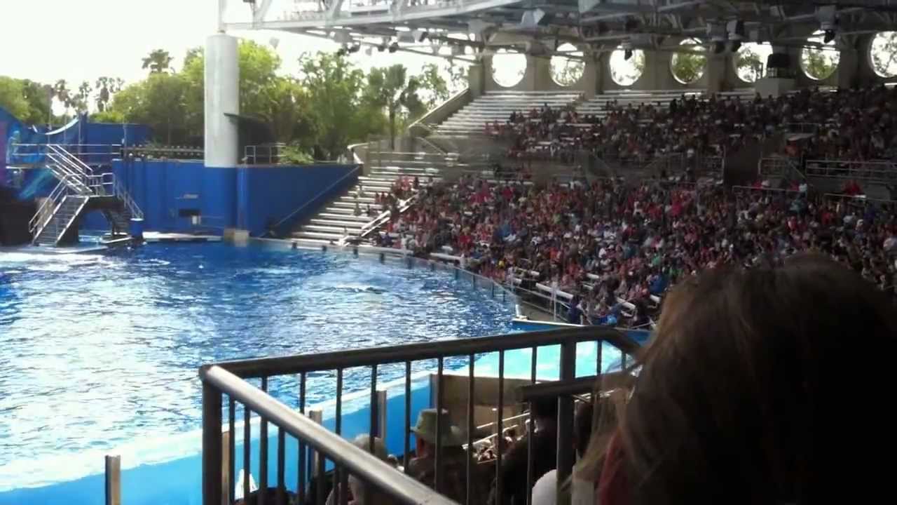 SeaWorld Orlando Shamu Show #5 : Orlando Local Guide - YouTube
