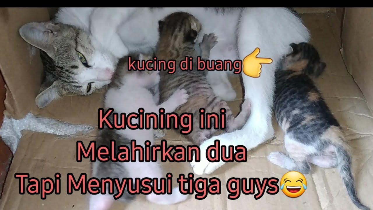 Kisah Kucingku - YouTube