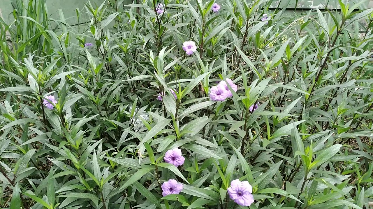 Bunga rolia warna ungu - YouTube