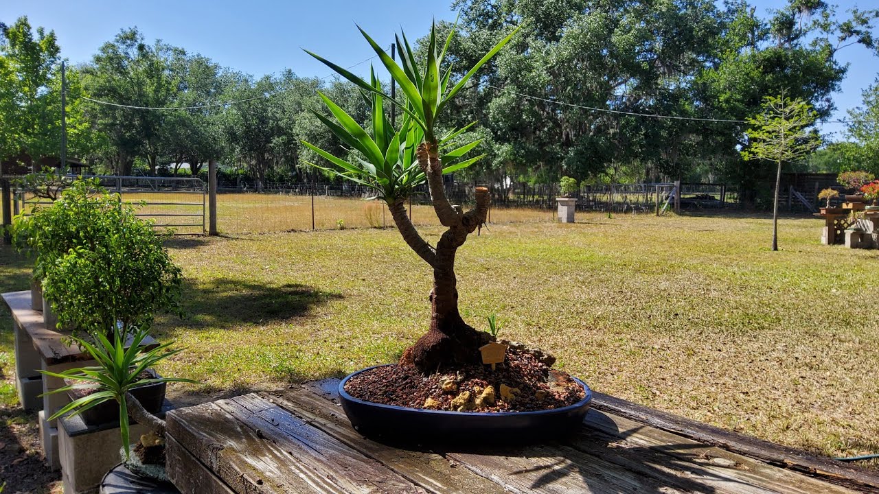 Bonsai by the Samurai, Yucca Bonsai repotting and information about ...