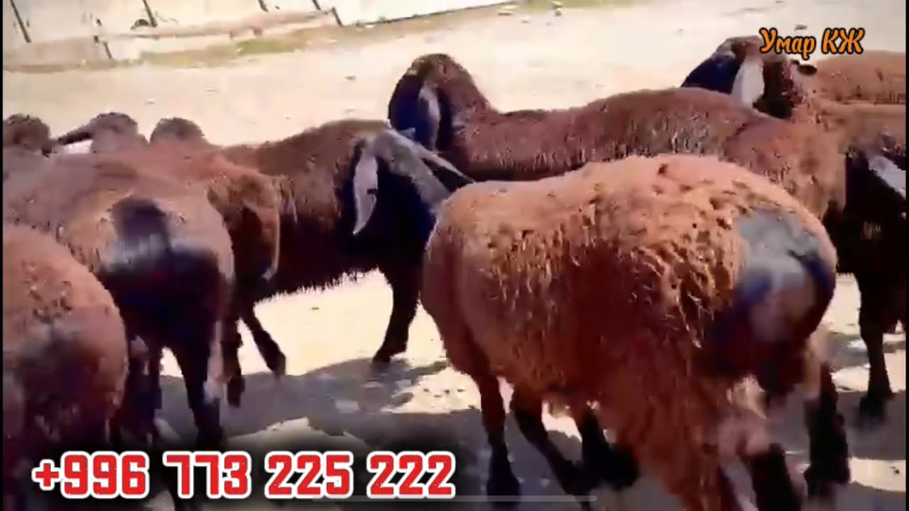Каштан Козулар Чыкты 21 Баш😱🔥 ☎️🇰🇬 - YouTube