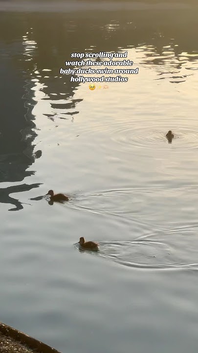 it’s baby duck season at disney 💛 - YouTube