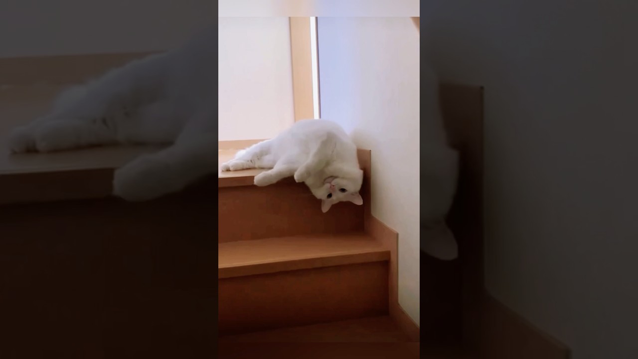 Confusing behavior of cats - YouTube