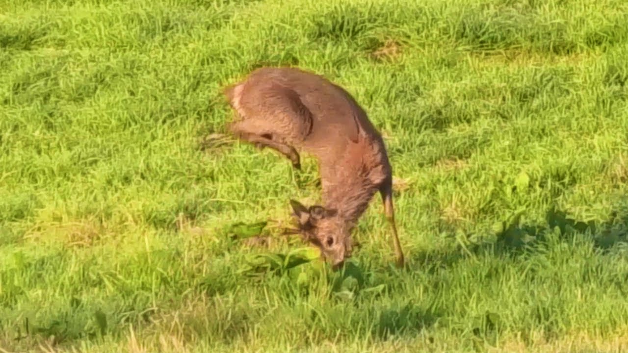 Der Springbock The Springbok - YouTube