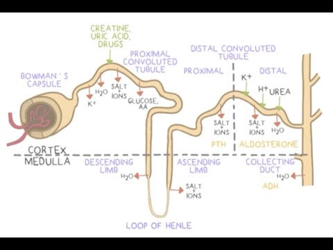 Why does a longer Loop of Henle produce more concentrated urine? | DAT Bootcamp