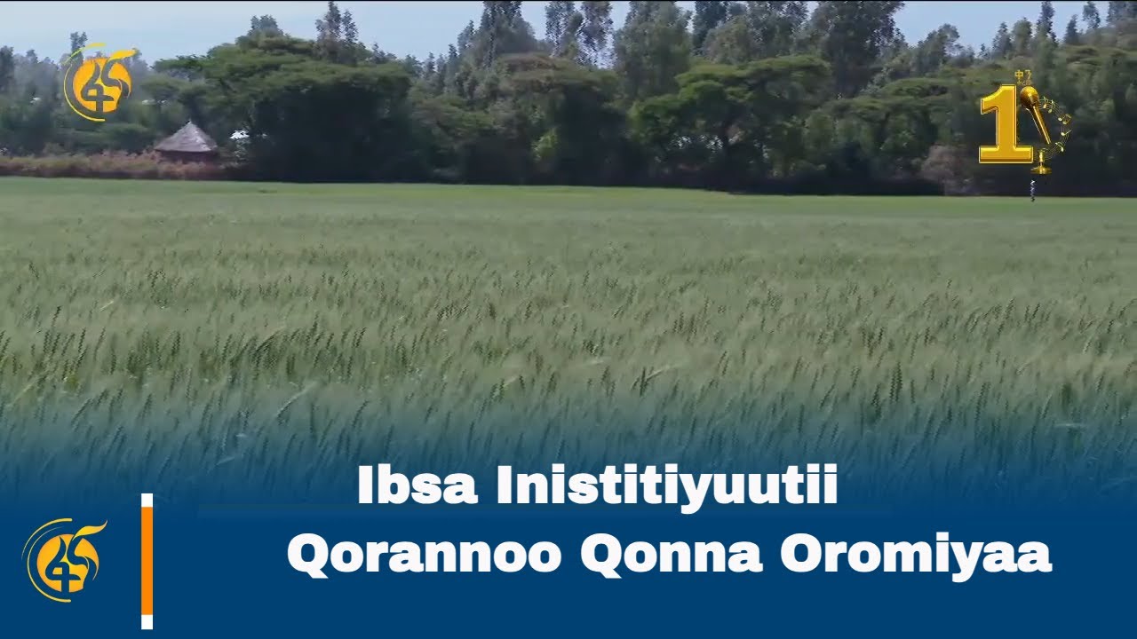 Ibsa Inistitiyuutii Qorannoo Qonna Oromiyaa - YouTube