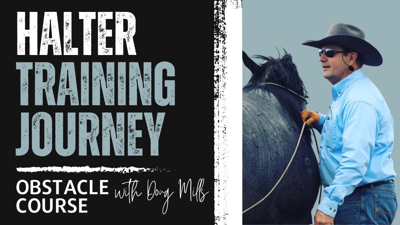 Halter Breaking Tips I Obstacle Course - YouTube