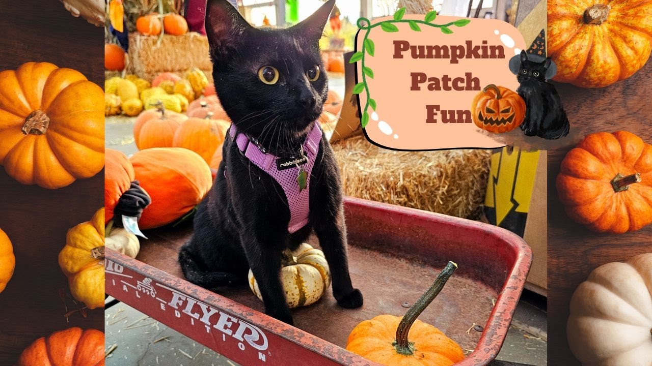 Cats at the Pumpkin Patch - YouTube