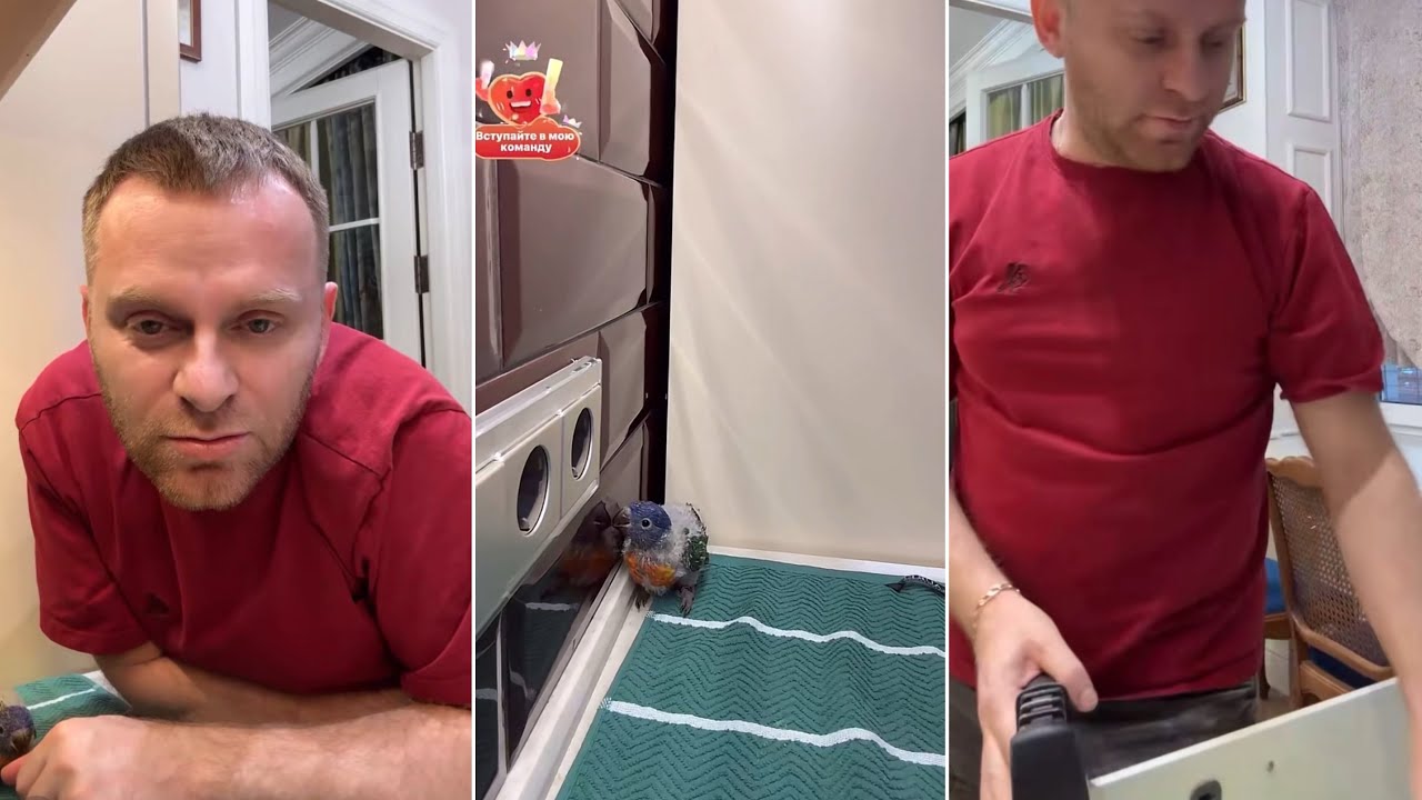 Нянчусь с Птичкой. Коля заставляет точить Ножи| Saveliy Ad - YouTube