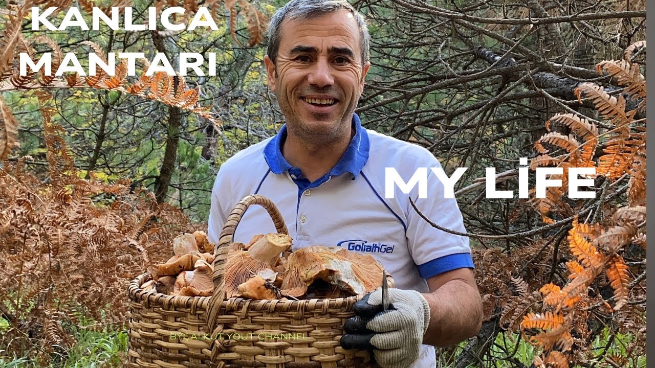 SEPETLER KANLICA MANTARI DOLDU .#mushroom #mantar #orman #fungi - YouTube