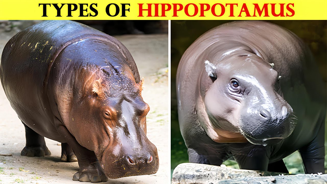 All Types of Hippopotamus - YouTube