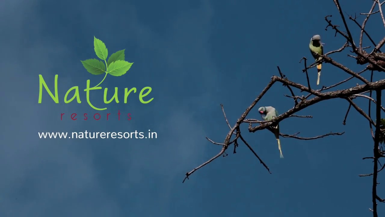 Birds at Kurumba - YouTube