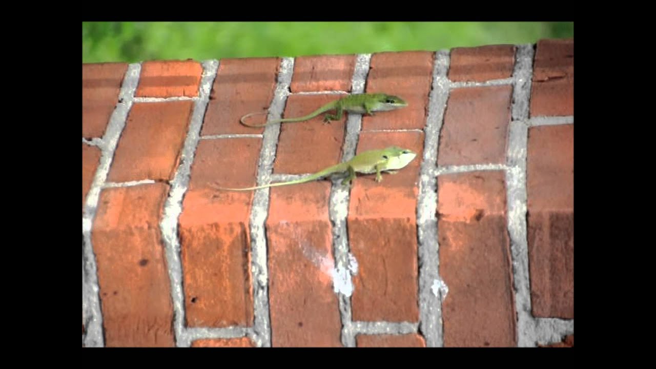 Lizards Dance the Tango! - YouTube