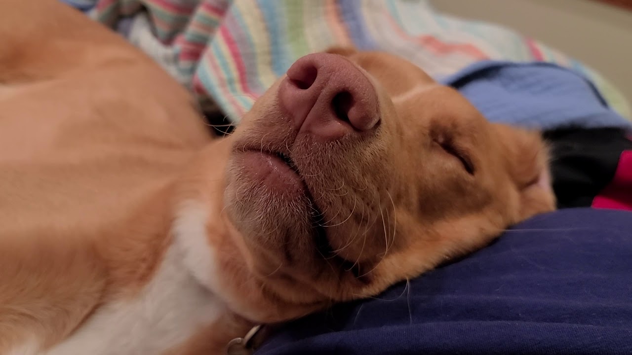 Snoring Dog - YouTube