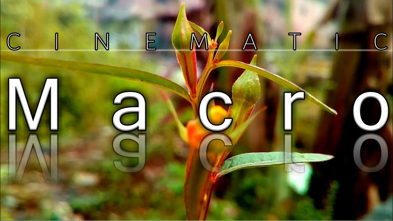 Hidden Natural Beauty || keindahan yang tersembunyi || Semak Liar || # ...