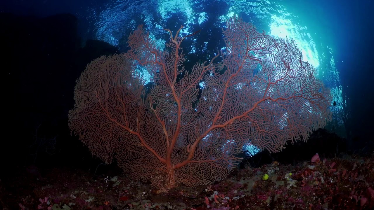 Dive Munda in Full HD - YouTube