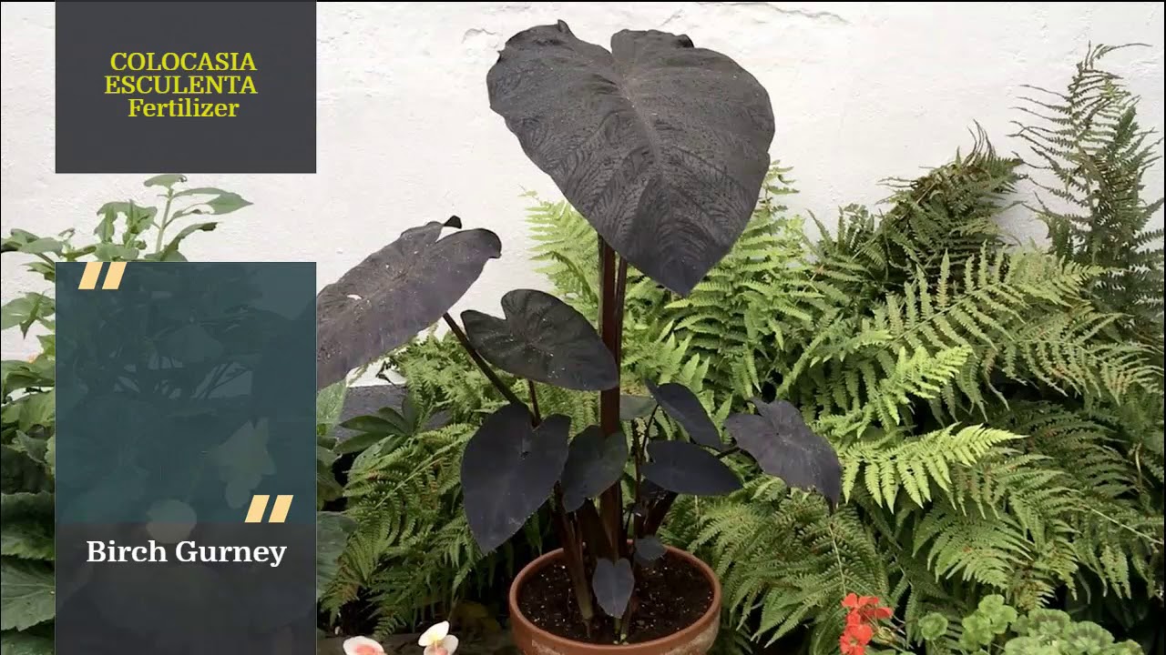 Colocasia Esculenta Care | Colocasia Esculenta Tips & Tricks ...