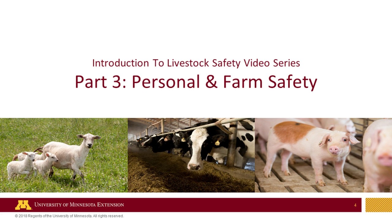 Livestock Safety Part 3 Personal and Farm Safety - YouTube
