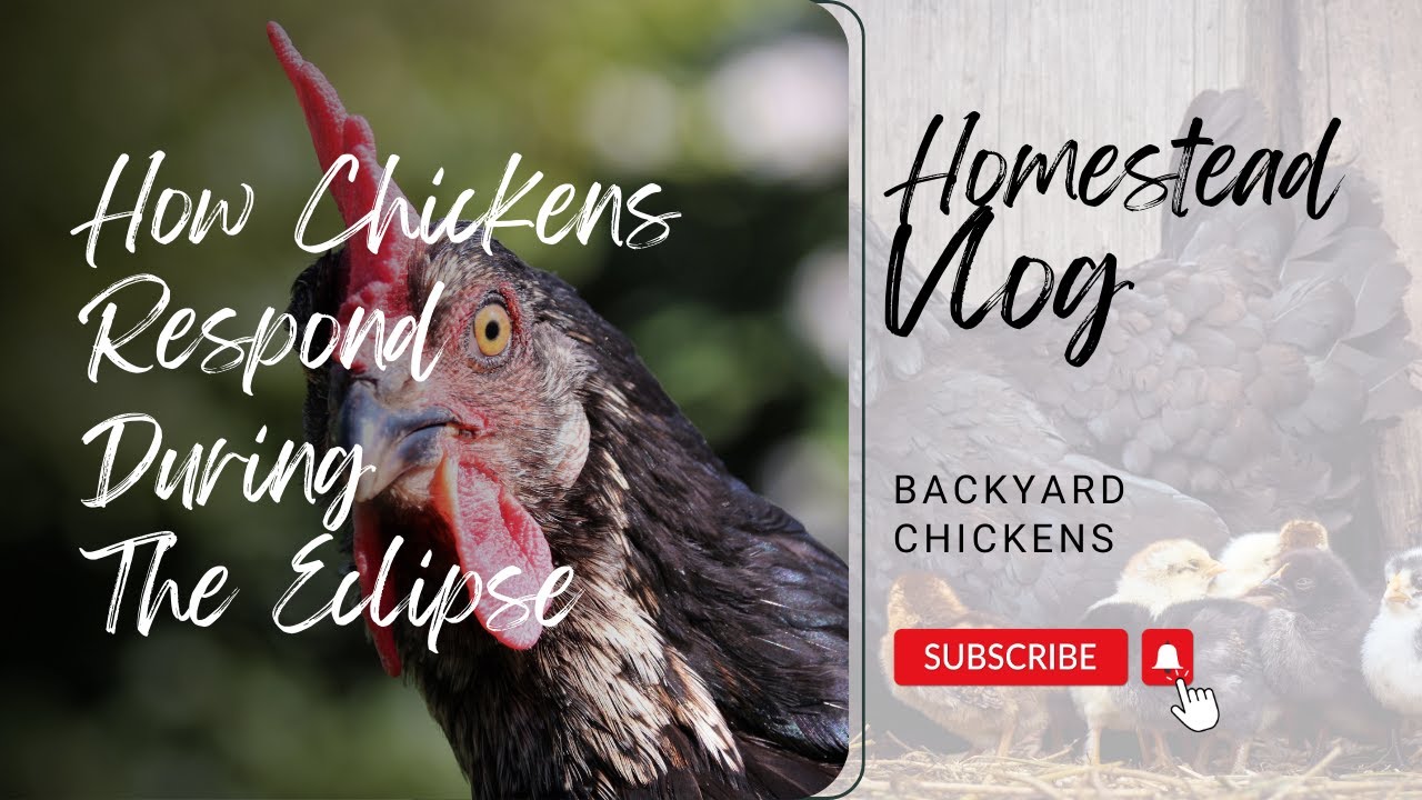 How Chickens Respond During The Eclipse - YouTube