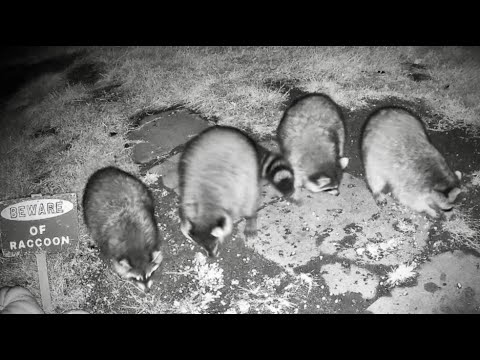 Wait until you see the NEXT video!! 😱 raccoon feeding - YouTube