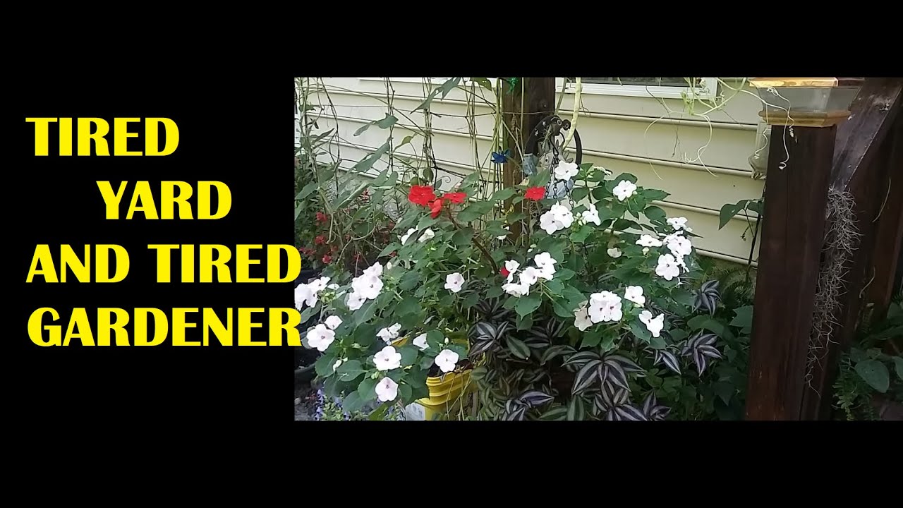 TIRED PLANTS AND TIRED GARDENER - YouTube