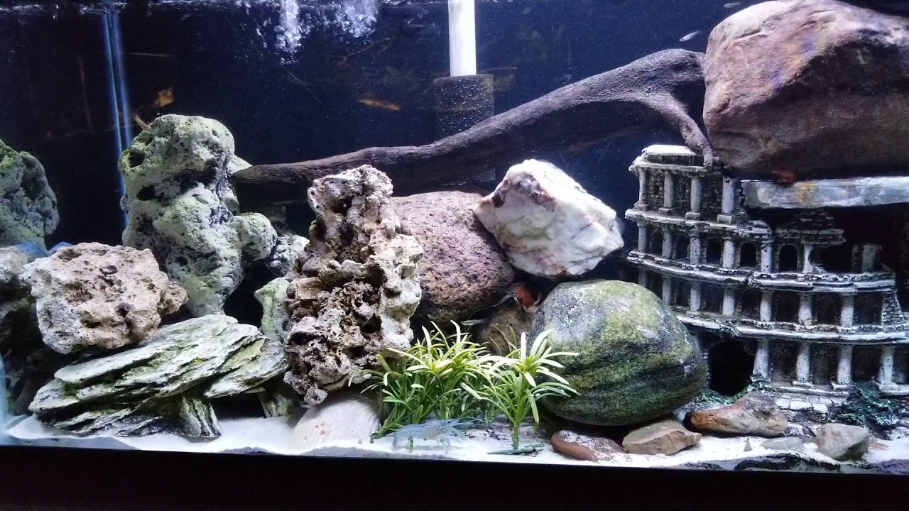 Brackish tank w/ eel - YouTube