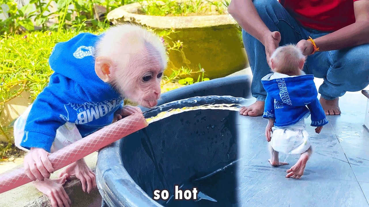 Cute Bibi monkey ran to Dad to change diapers - YouTube