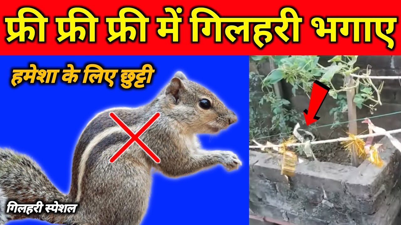 फ्री में गिलहरी🐿️ भगाने का जुगाड | gilahri bhagane ka tarika | gilahri ...