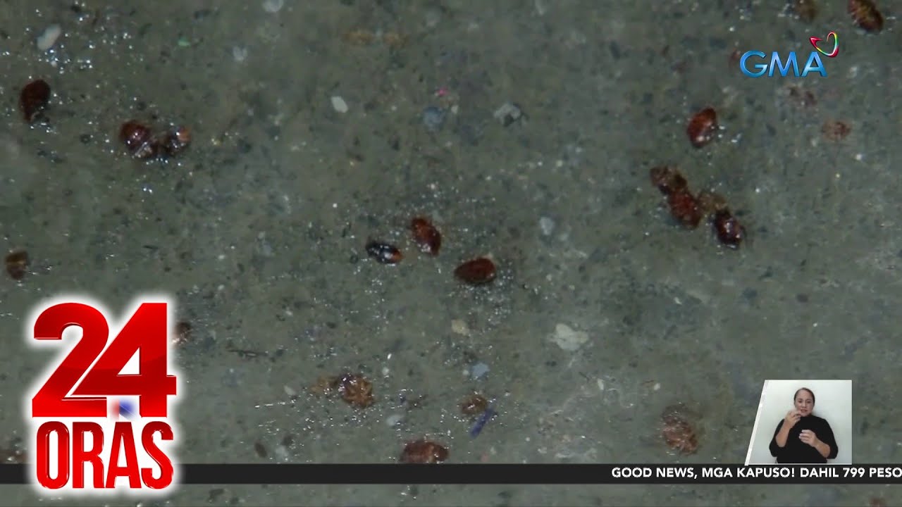 24 Oras Part 2: Imported na surot sa NAIA?; napagbintangan umanong ...