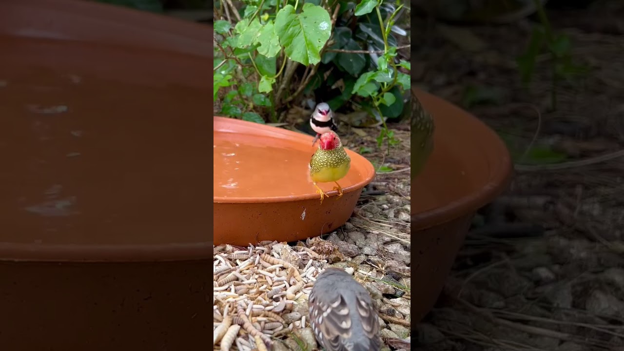 Finches Bird | Outdoor Bird Aviary | Bird Sounds | Finch Call - YouTube