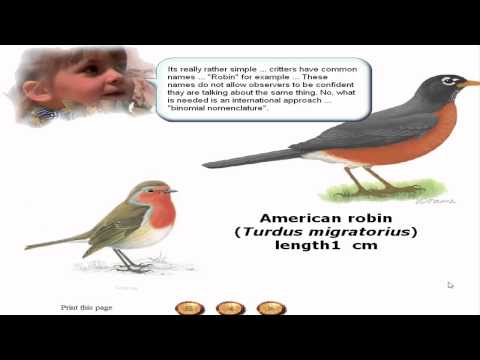 How To Make Scientific Name Species Plural