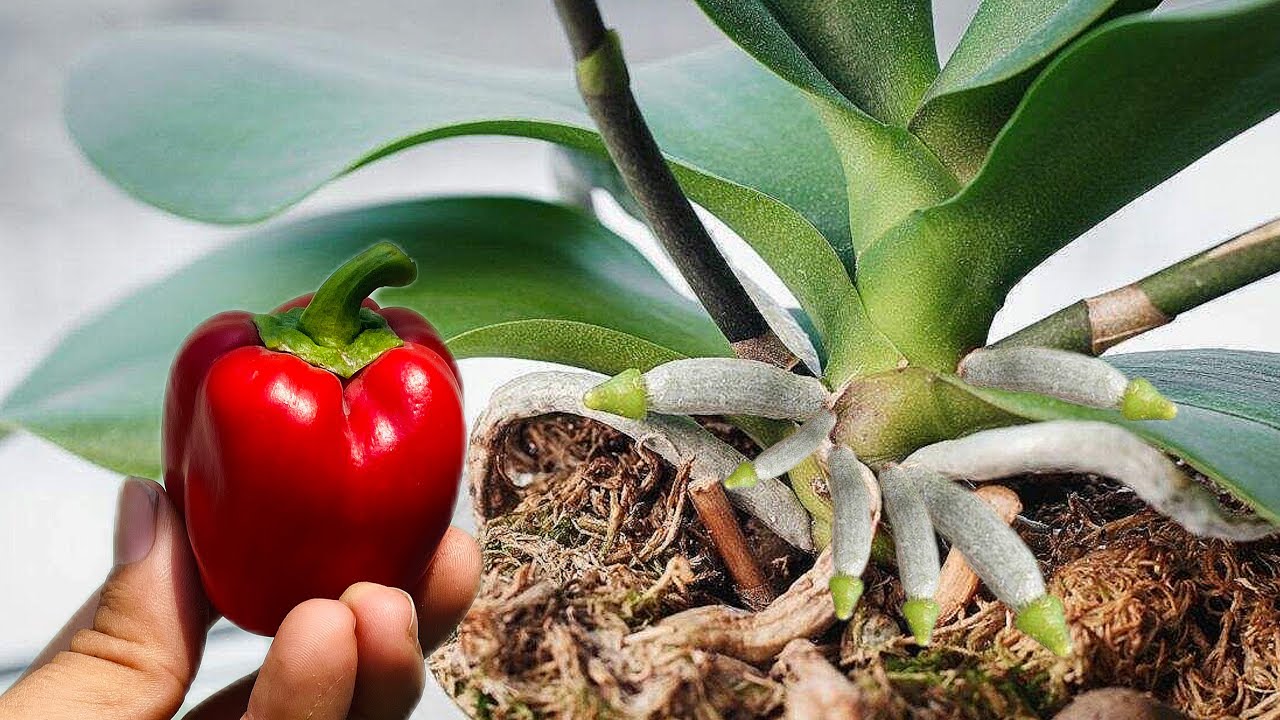 Just need 1 fruit! Orchids grow thousands of roots and bloom all year ...