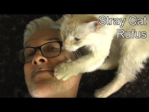 Rufus Cat Rescue - YouTube