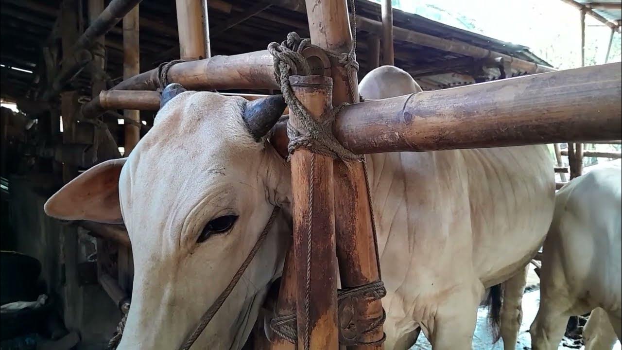 Indukan Super Sapi PO Cros dan Pedet betina umur 4 bulan - YouTube