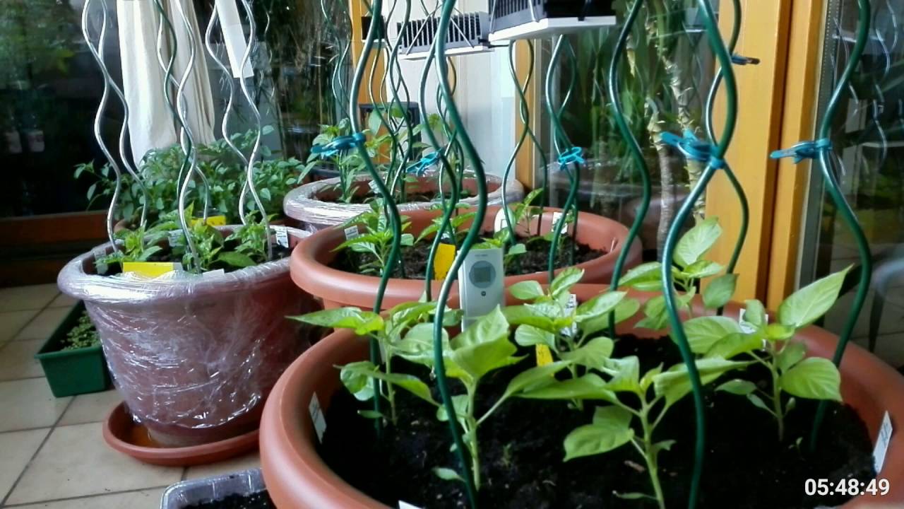 LED GROW with SANlight M30 - YouTube