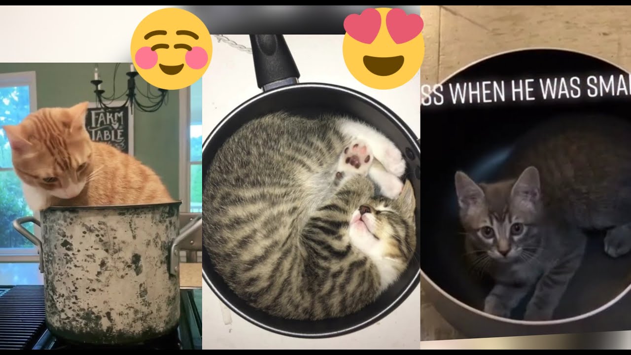 cat in pot tiktok - YouTube