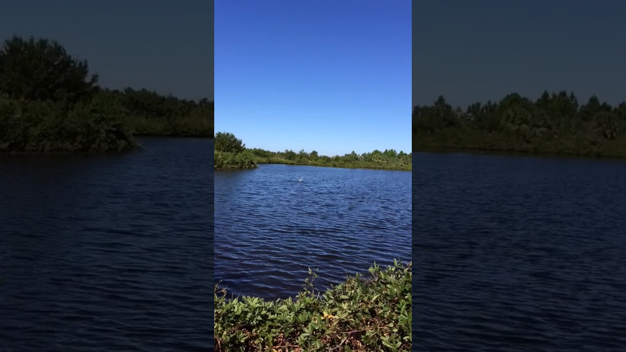 Jumping Mullet Fish - YouTube