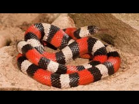 Tropical Milk Snake MonteVerde Cost Rica - YouTube