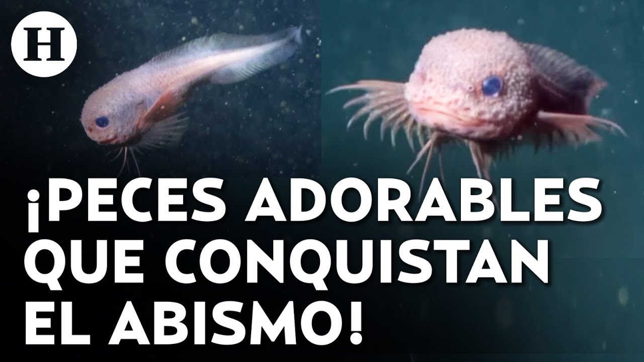 ¿Adorables y peligrosos? Descubren nuevas especies de peces a 3 mil ...