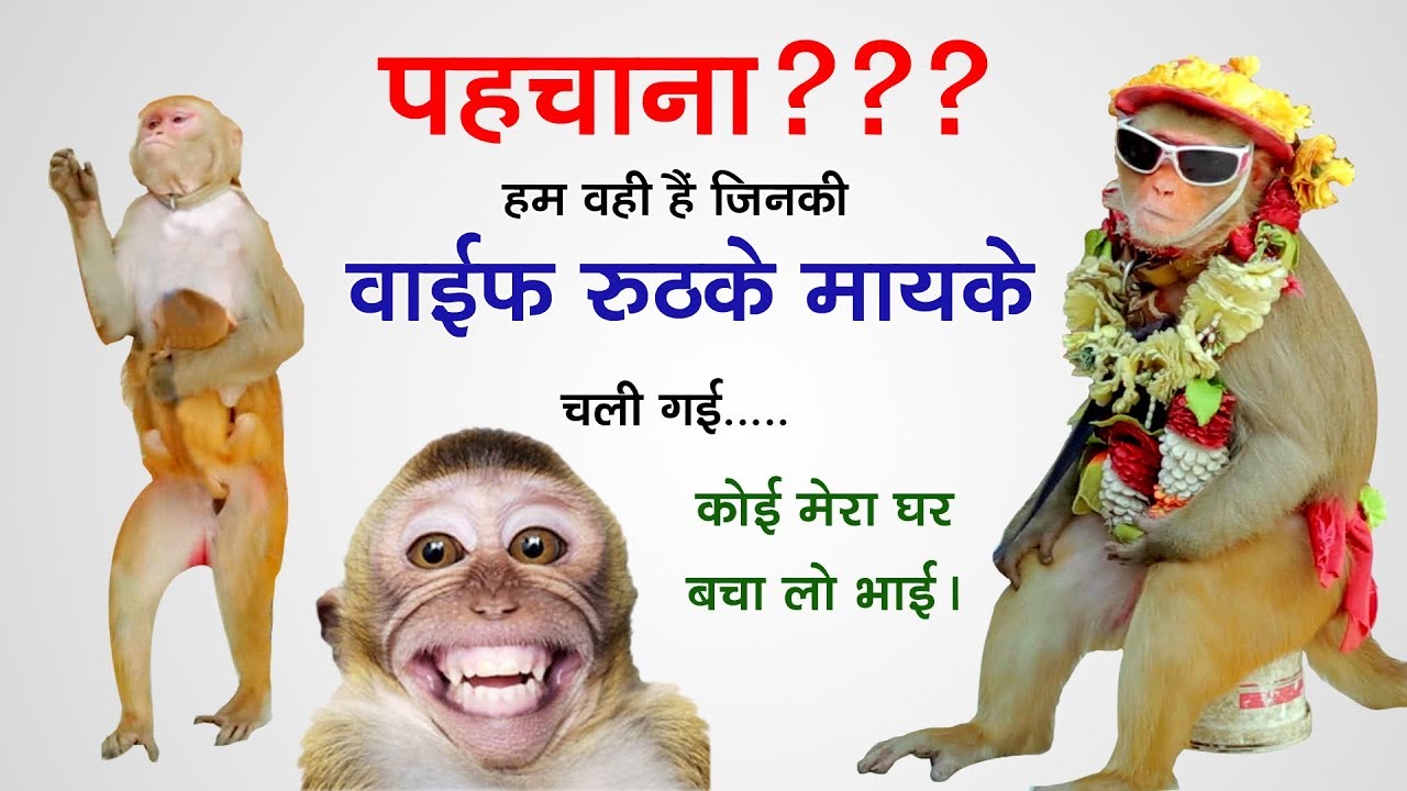 बन्दर का तमाशा Funny Monkey Videos & Madari Street Game | Bander ...