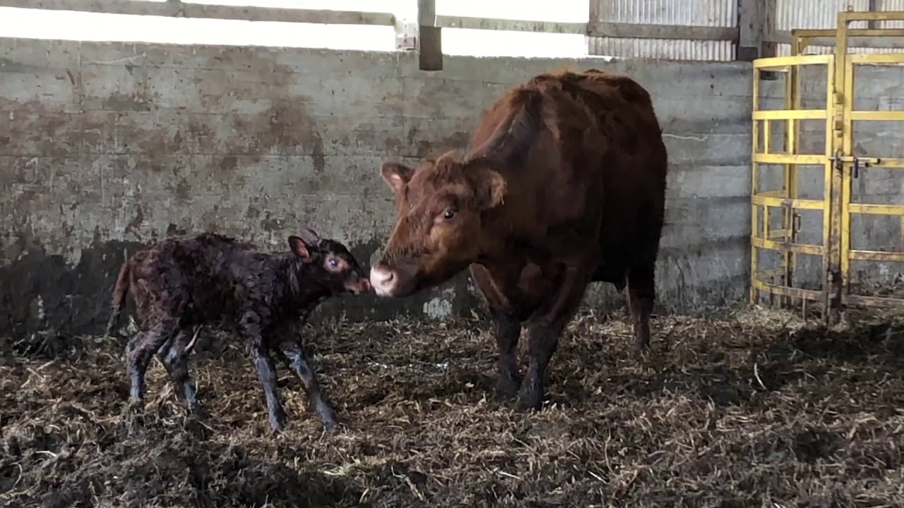 A Day at Catskill Cattle Company - YouTube