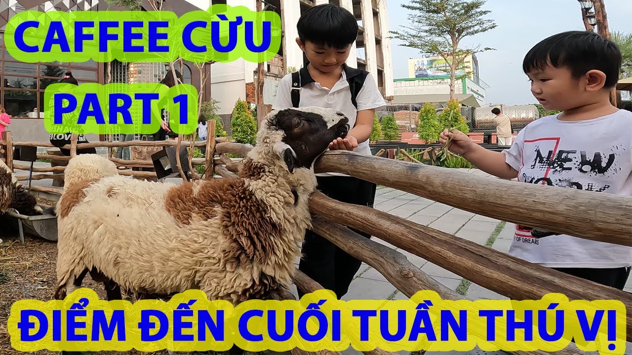 điểm đến cuối tuần thú vị tại cần thơ : caffe cừu wimi va bến ninh kiều ...