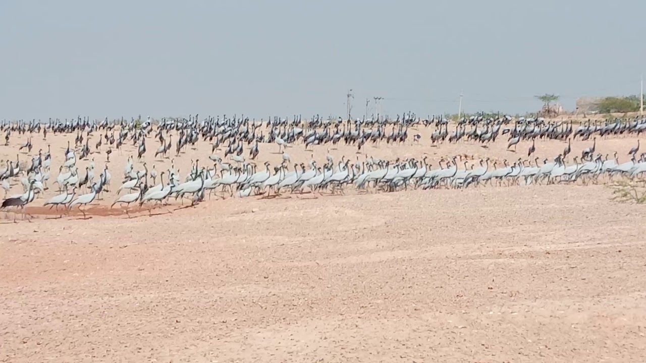 Kurja bird at khichan - YouTube