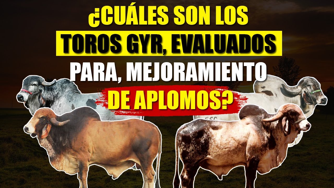 "¿Cuáles son los toros Gyr evaluados para la corrección de aplomos ...