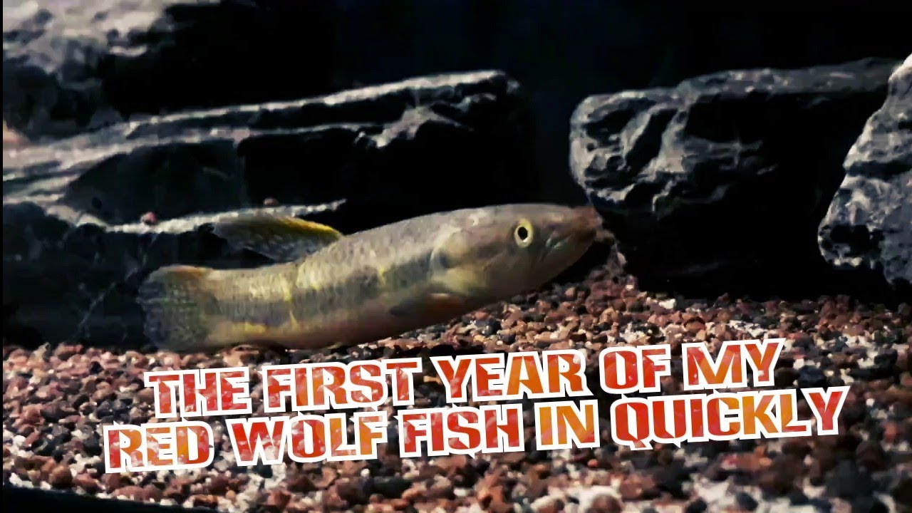 THE FIRST YEAR OF MY RED WOLF FISH IN QUICKLY (erythrinus sp peru red ...