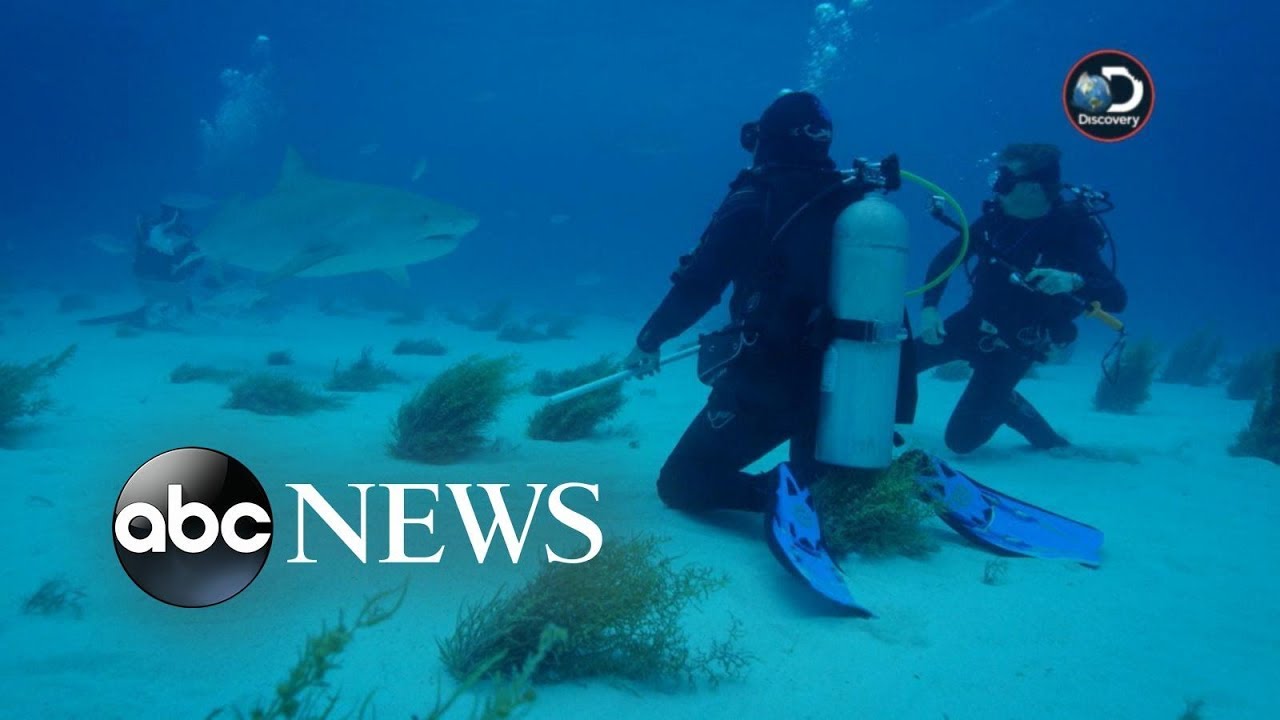 'Shark Tank' stars take a dip with real sharks - YouTube