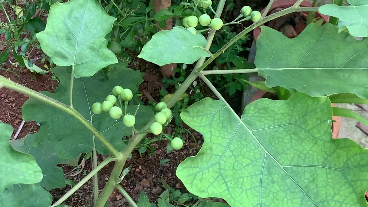 තිබ්බටු(Thibbatu) - Solanum Torvum - YouTube